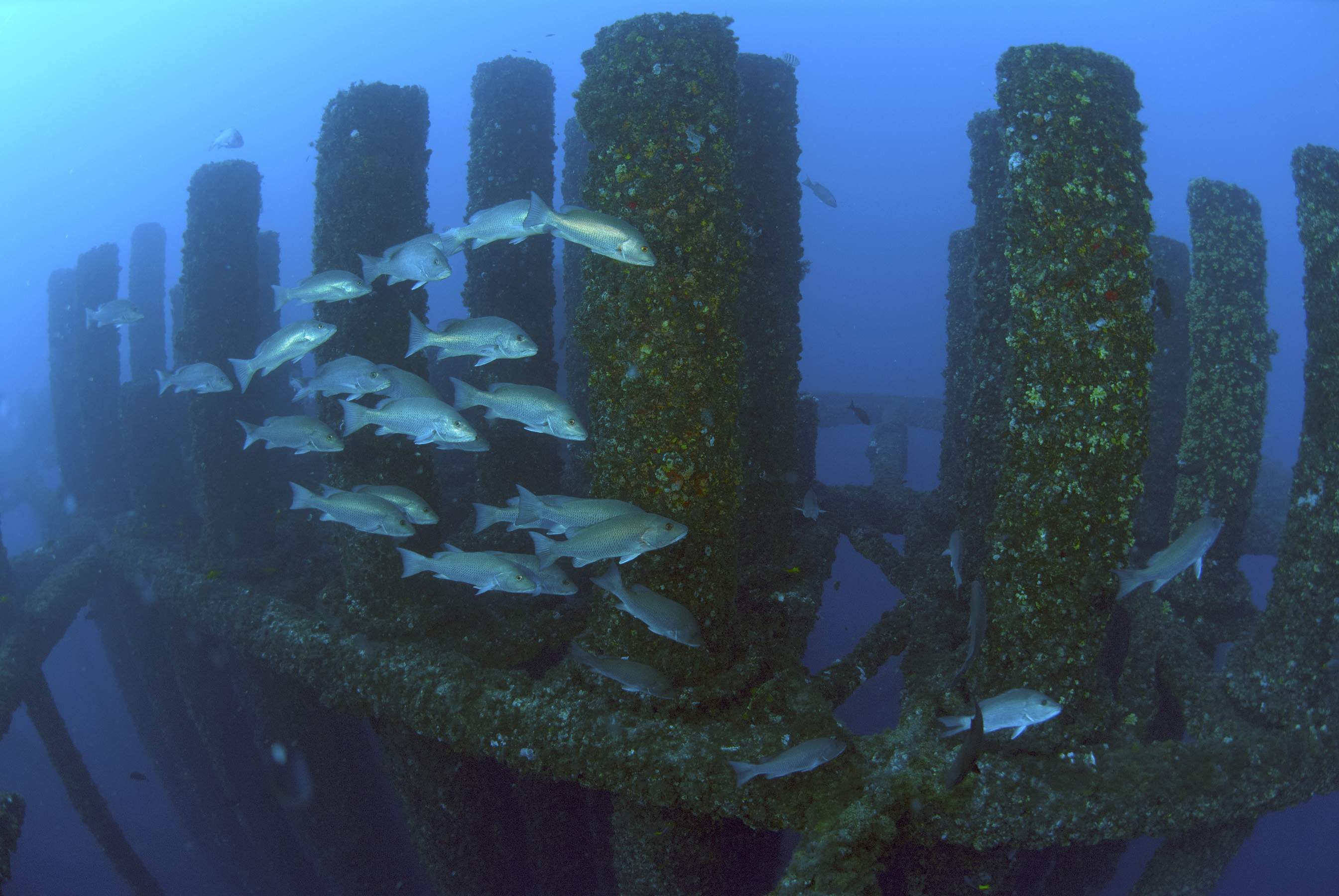 Center for Sportfish Science and Conservation | Harte Research Institute