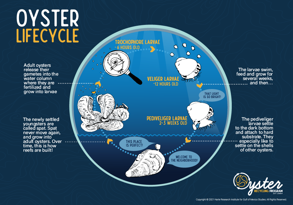 Sink Your Shucks™ Oyster Recycling Program | Harte Research Institute